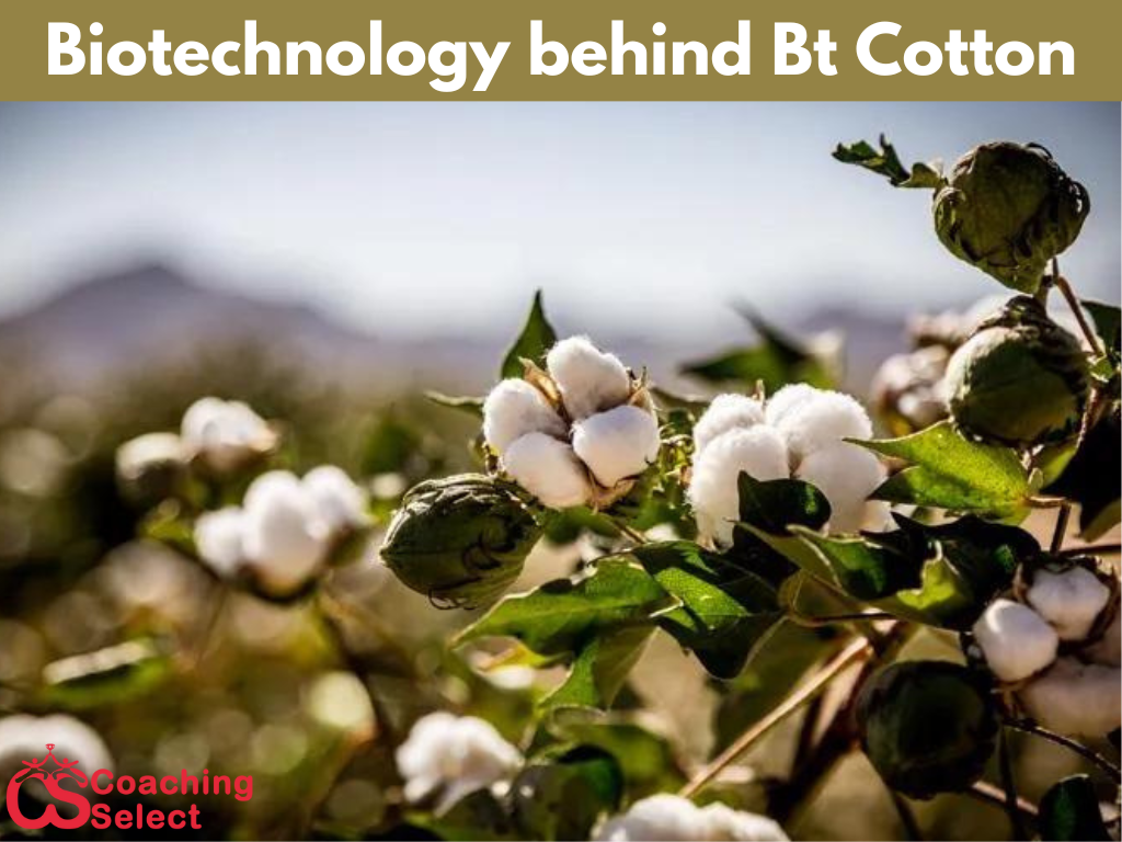 Declining Bt Cotton production and Biotechnology failure